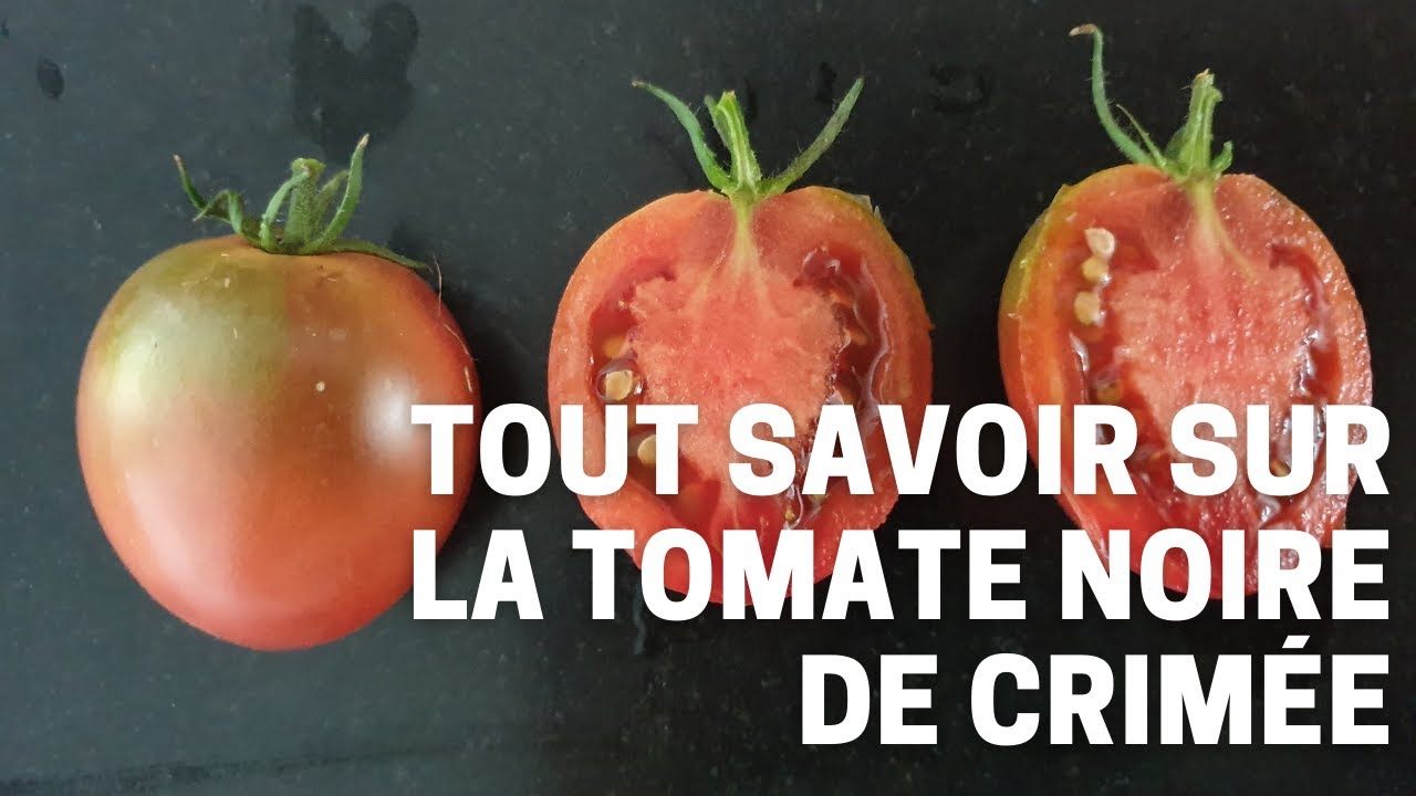 Tout savoir sur la tomate Noire de Crimée - YouTube