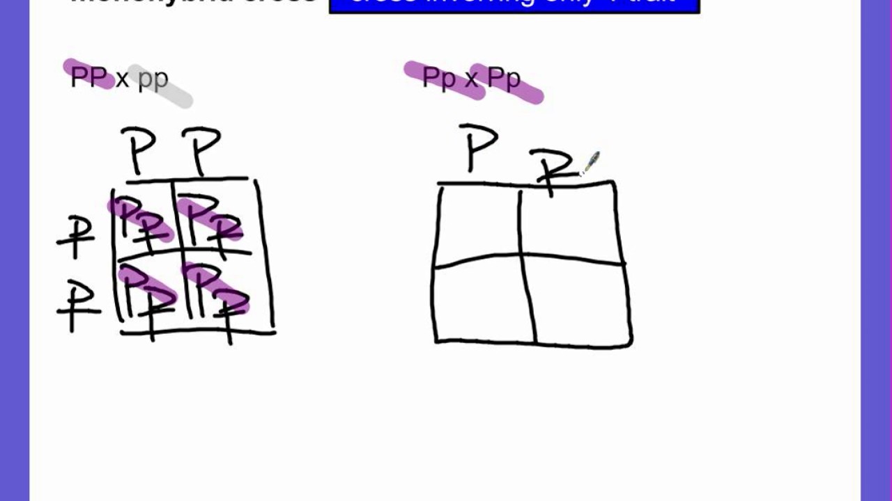 bio notes 6 5 monohybrid cross - YouTube