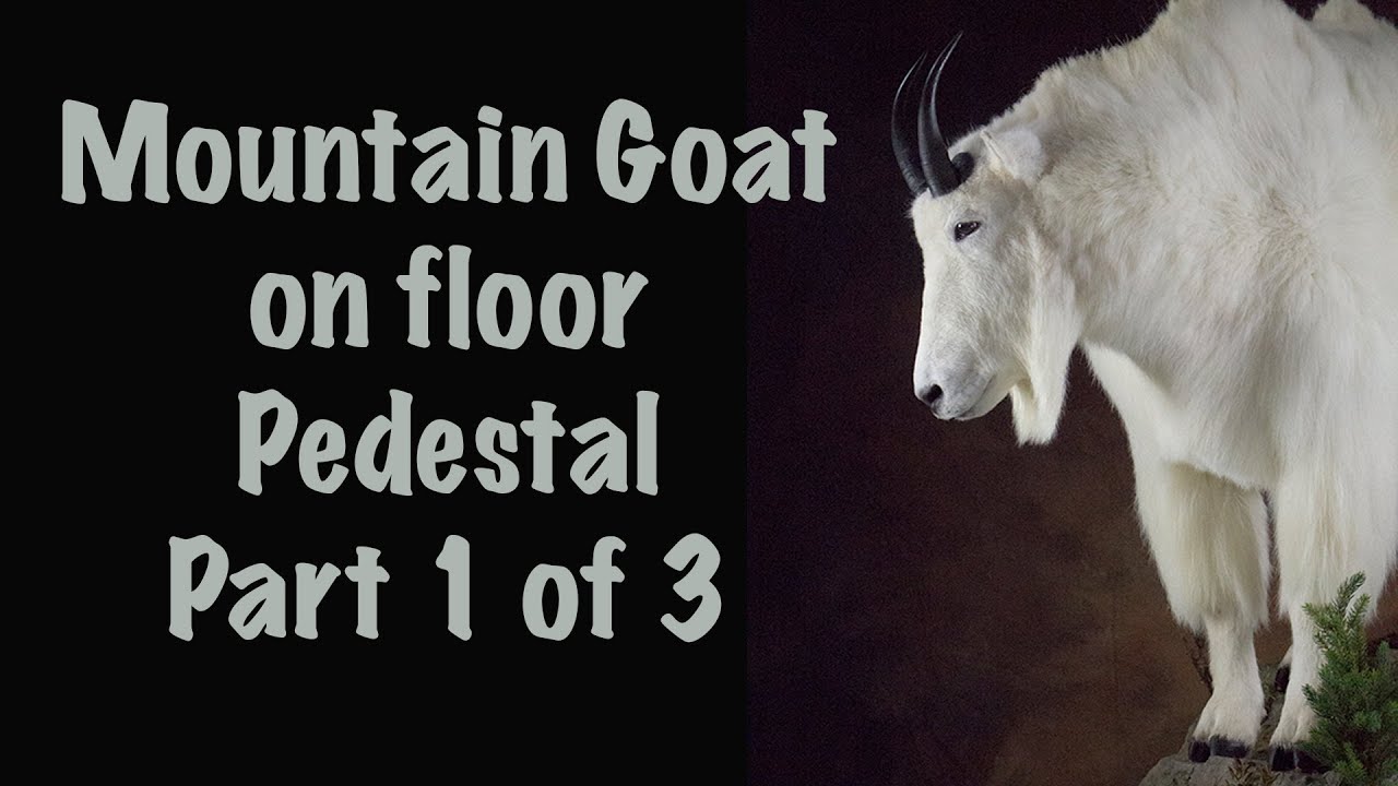 Mountain Goat Taxidermy, Life size mount on Floor pedestal. Part 1 ...