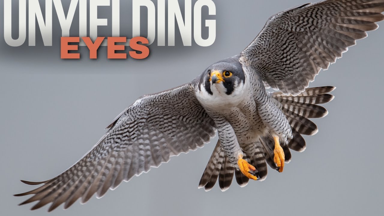 Falcons Masters of the Skies! Speed, Precision, and Surprising Secrets ...