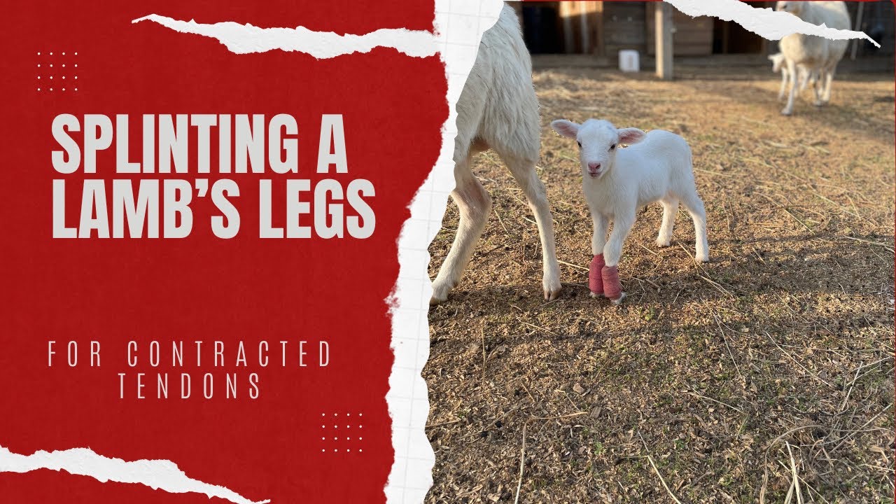 Splinting the Lamb’s Legs for Contracted Tendons #ranchinonmission - YouTube