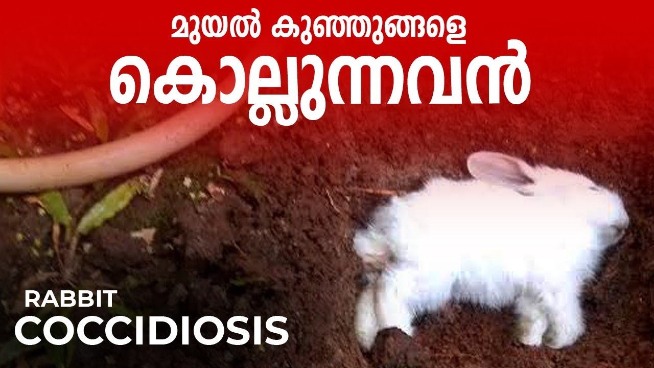 🐇 മുയൽ കുഞ്ഞുങ്ങളെ കൊല്ലുന്നവൻ | How to Treat Coccidiosis Disease in ...