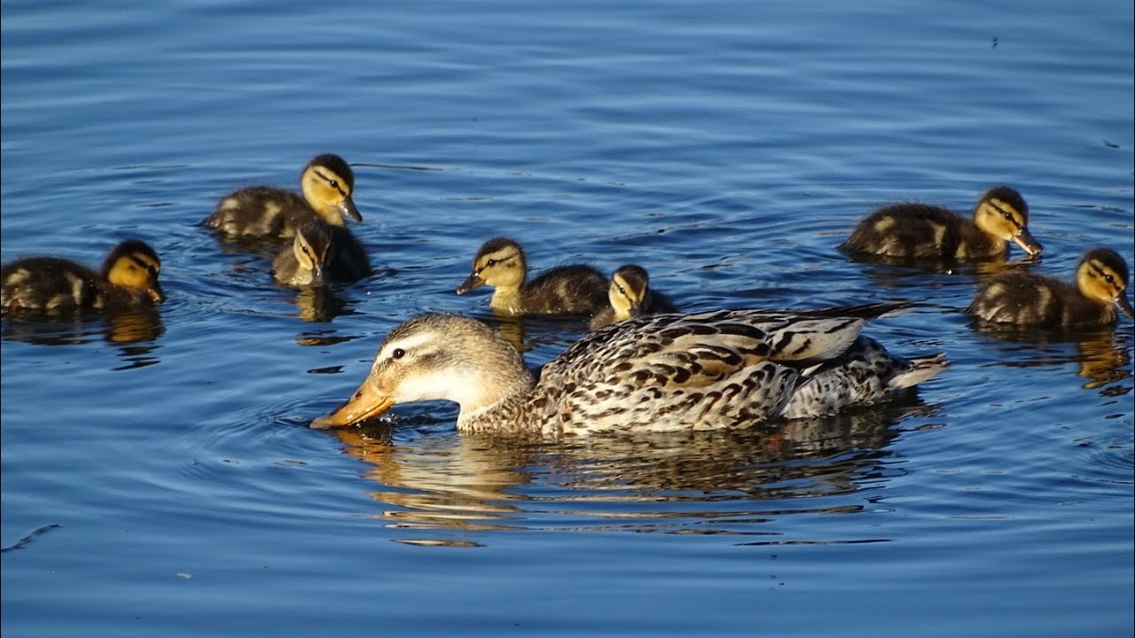 Mallard Ducklings learn to skim through the water's surface for algae ...