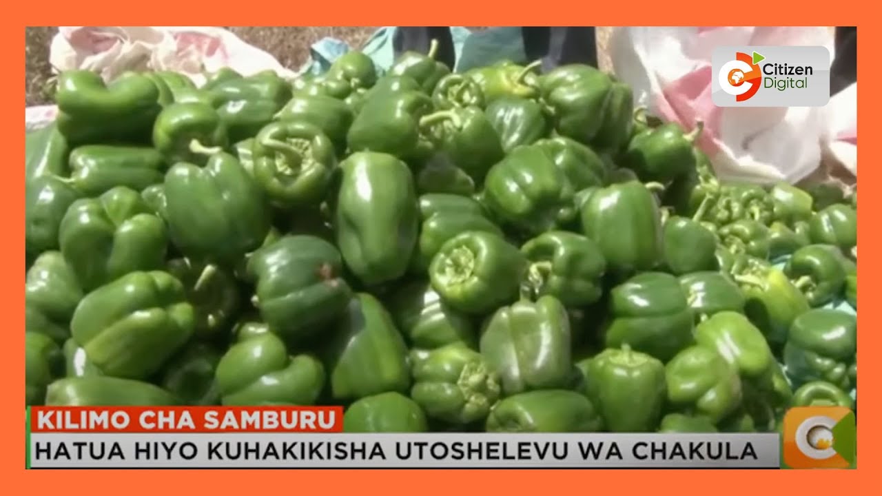 Wafugaji kaunti ya Samburu wazamia kilimo cha pilipili hoho ili ...