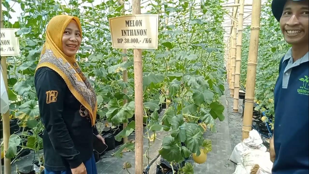 PANEN RAYA MELON DESA PAKEM KECAMATAN GEBANG KABUPATEN PURWEREJO "HASIL MELIMPH" - YouTube