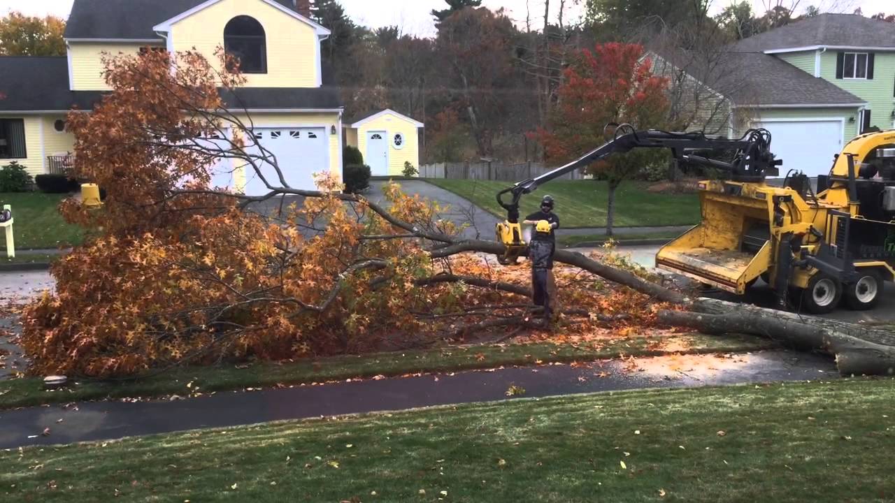 Tree Removal - YouTube