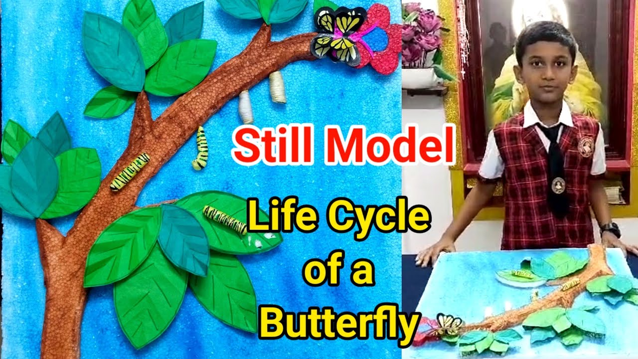 Life Cycle of a Butterfly|3D Still Model|Sastramela|Explanation|Science ...