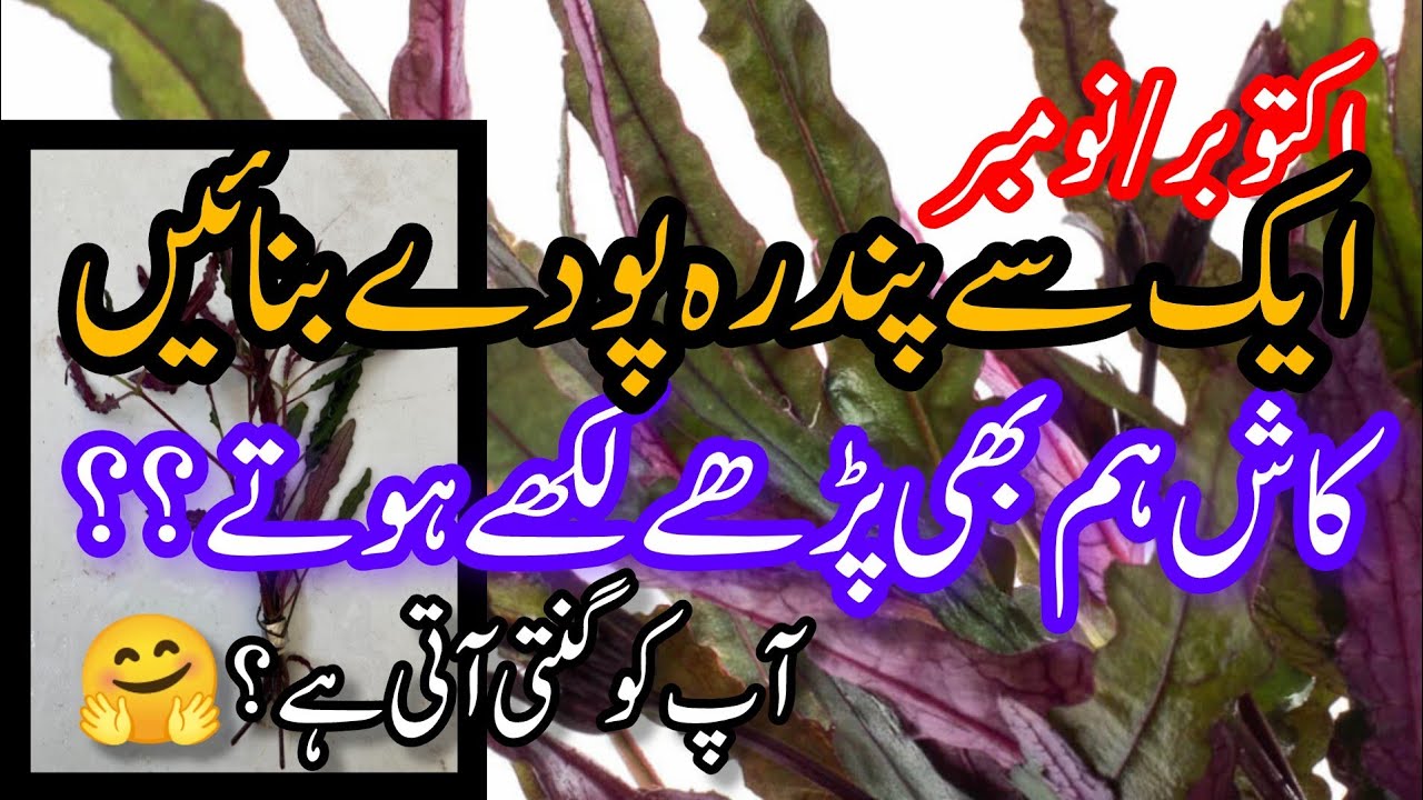 How to grow permanent foliage plant from cutting. Permanent hanging ...