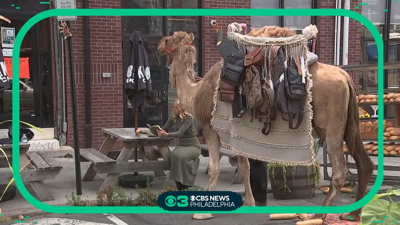 Camel in Philadelphia for clothing line advertising shoot draws big ...