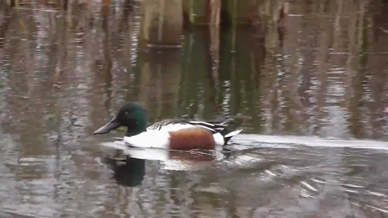 Shoveler Duck headstanding diving & feeding at Leighton Moss - YouTube