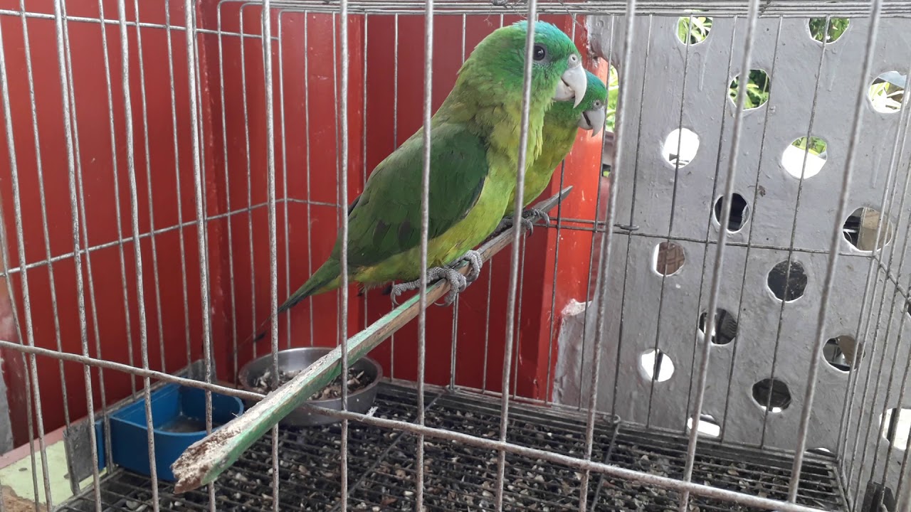 Awsome whistle of parrots! Must watch! - YouTube