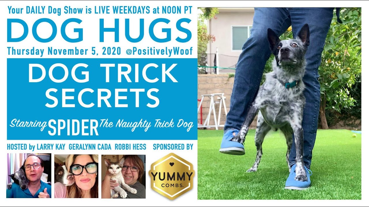 DOG HUGS 11/5/20 Dog Trick Secrets: Footsies and "Between the Legs ...