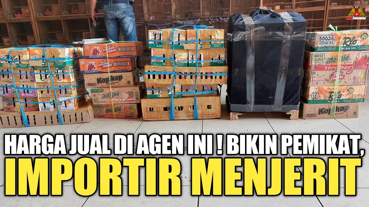 IMPORTIR DAN PEMIKAT MENJERIT LIAT HARGA JUAL DI AGEN INI ! - YouTube