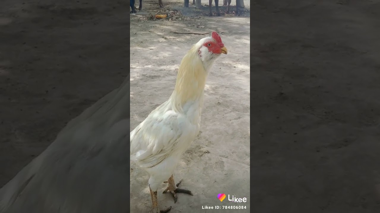 Full White Aseel Murga - YouTube