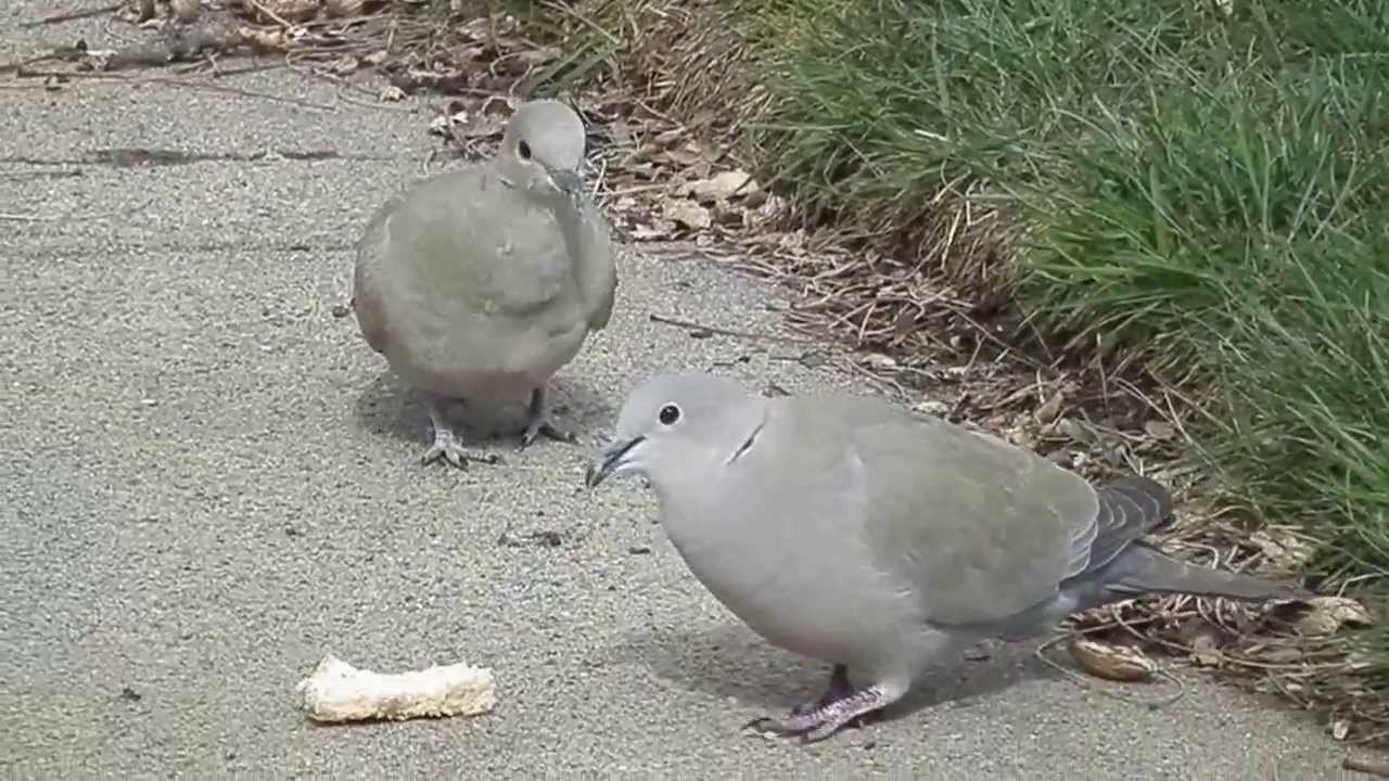 Crow vs Doves - YouTube