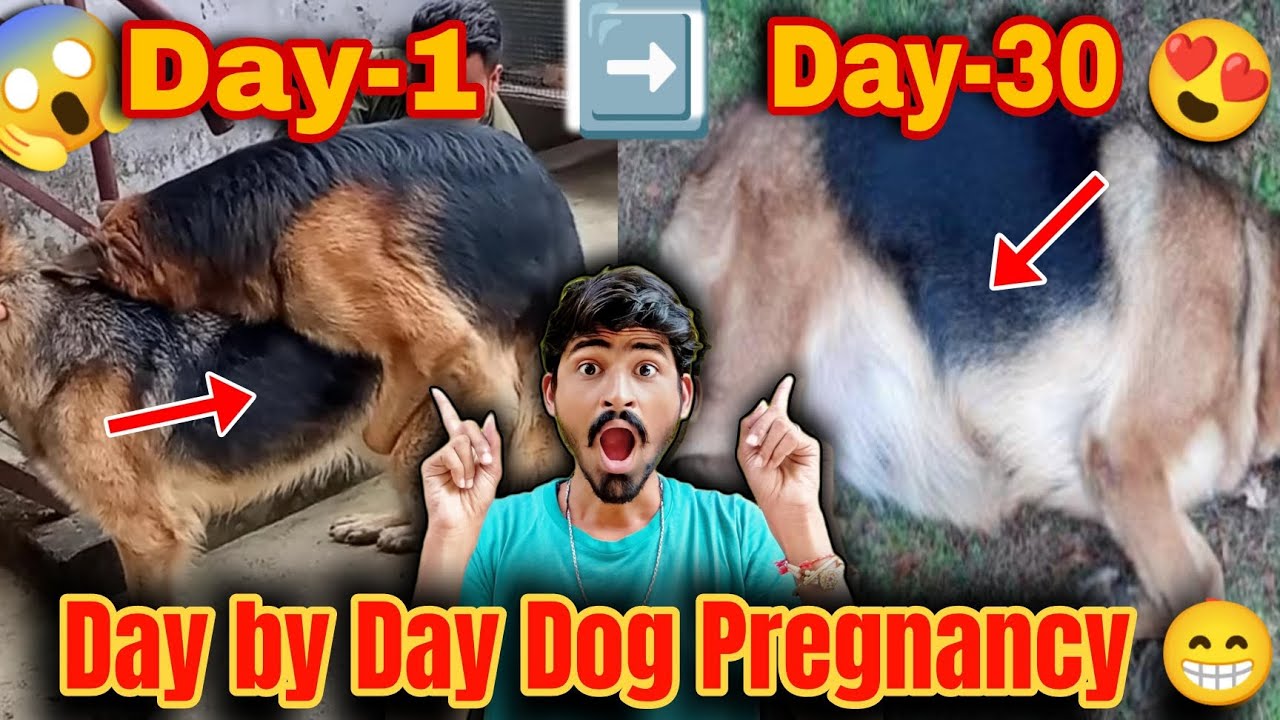 day 1 to day 30 dog pregnancy 😍 l german shepherd pregnant l dog ...