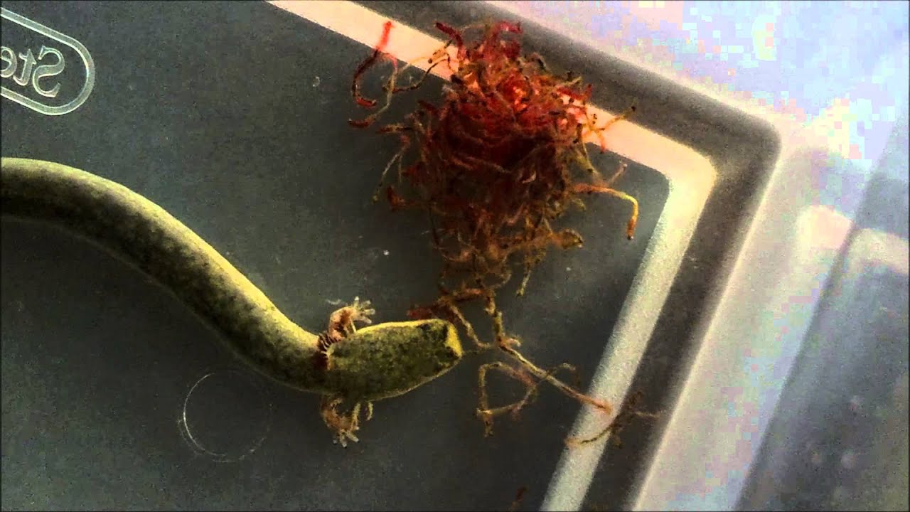 Baby Western Lesser Siren - YouTube