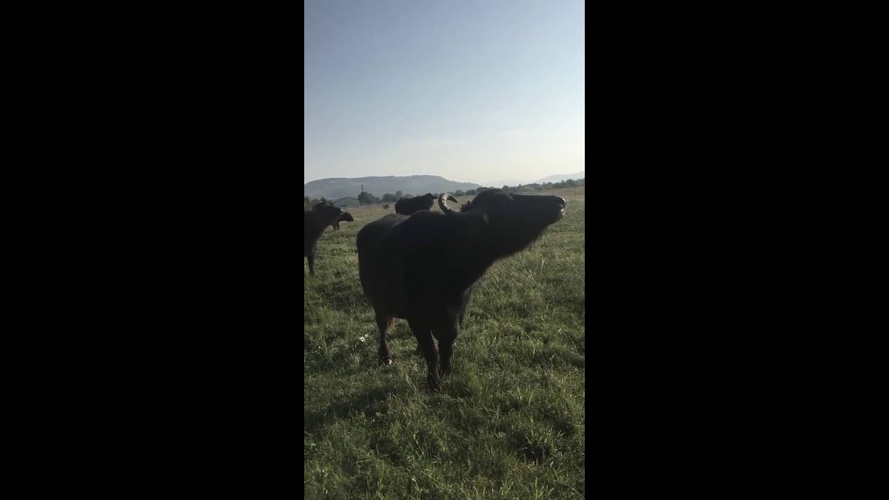 Sound bull, bull cry, bellowing, growl buffalo|Звук, крик буйвола ...