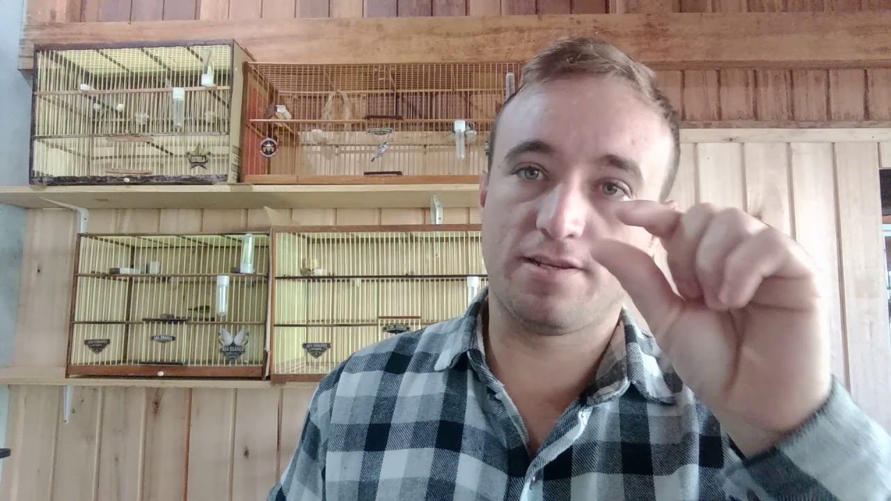 Sinusite aviária sintomas causas e tratamento - YouTube