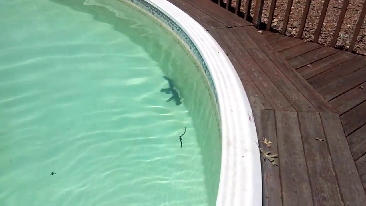 Dead Squirrel In The Pool Drowned. (+15) - YouTube