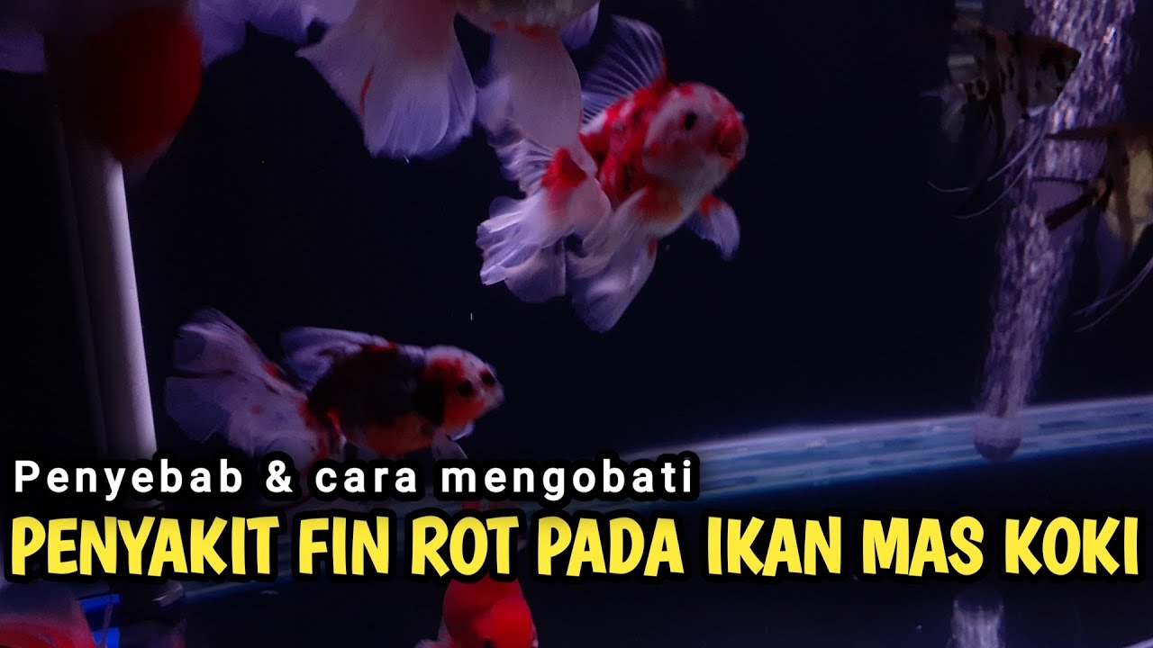 PENYAKIT FIN ROT PADA IKAN MAS KOKI - Penyebab dan cara mengatasinya ...