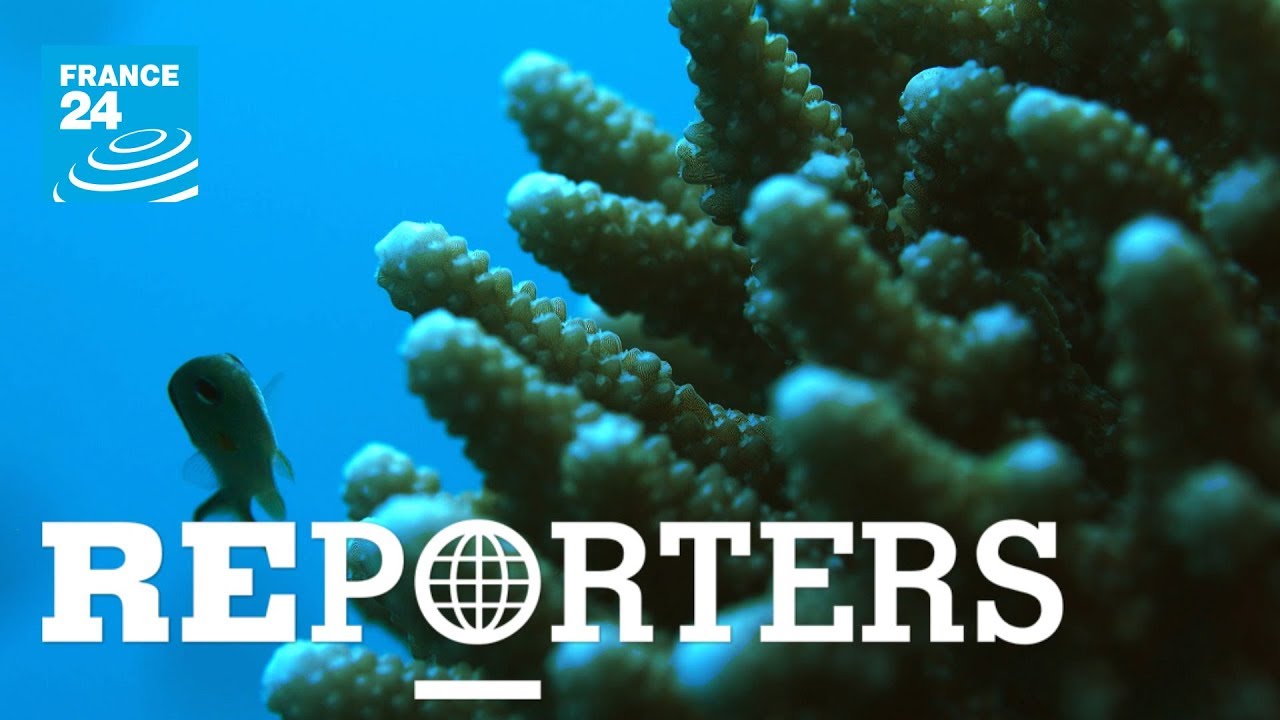 Reporters: SOS red sea corail - YouTube
