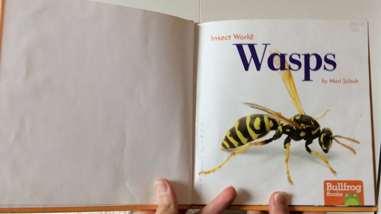 Wasps - YouTube