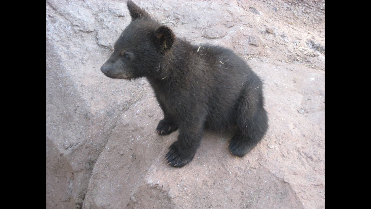 Bearizona Drive-Thru Wildlife Park - Williams, Arizona - 2011 (Classic ...