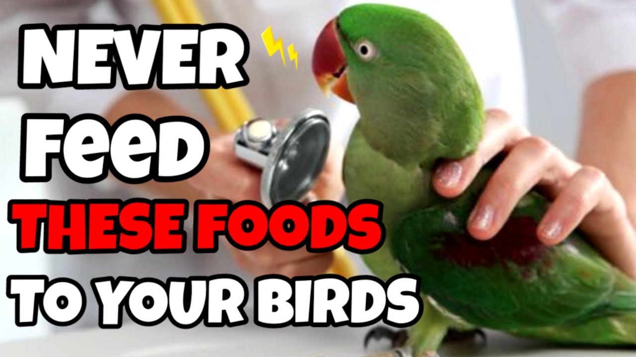Unsafe food for birds | What Foods are Poisonous to Birds | Poisonous ...