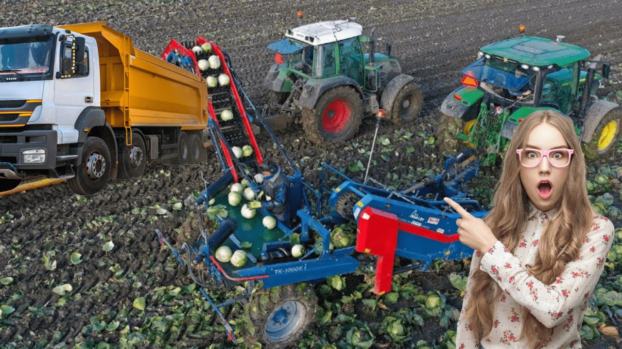 Harvesting cabbage in the field. Equipment for loading cabbage on a ...