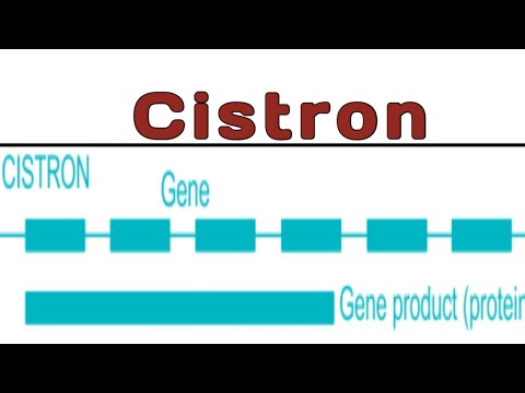 Cistron @biologywalesir #cistron #benzer #functional #unit #gene # ...