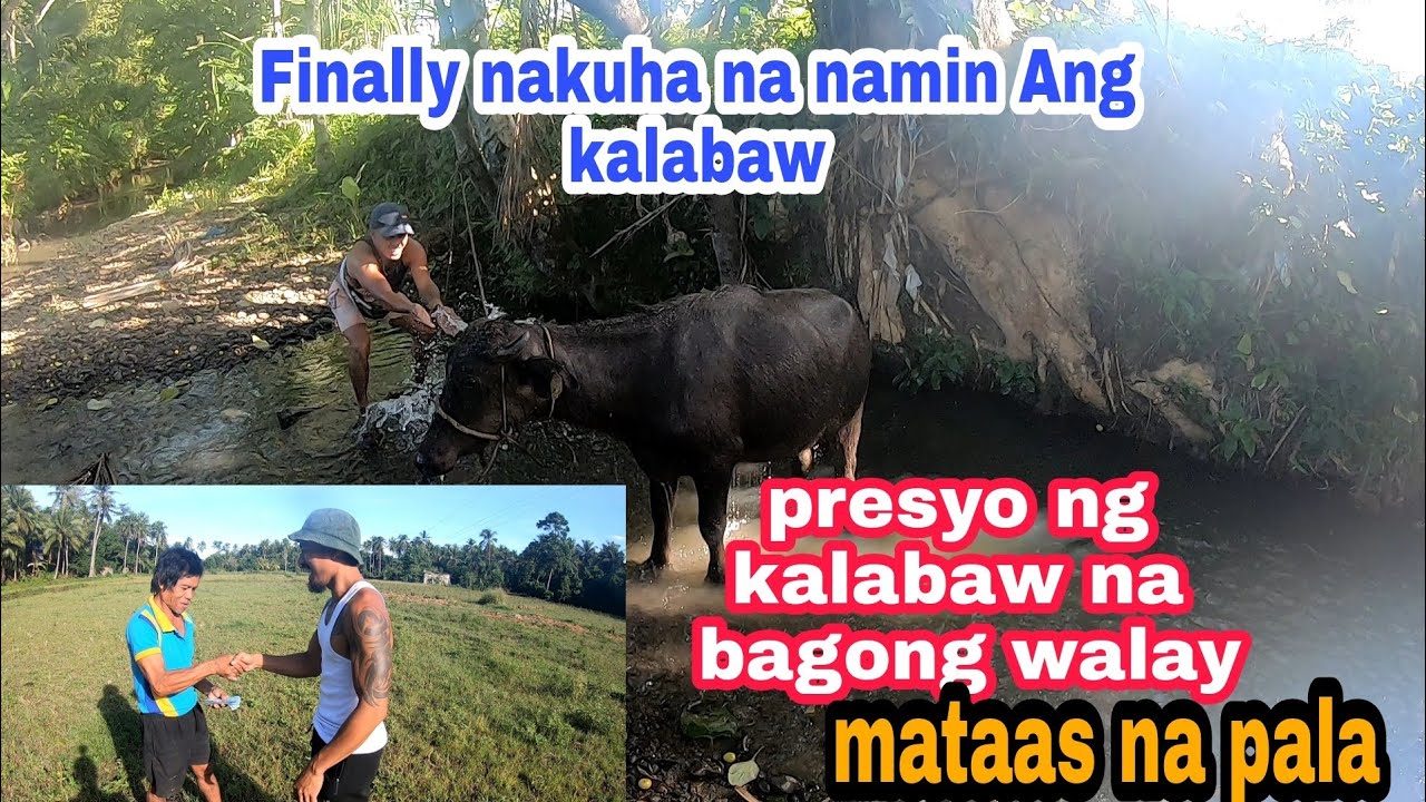 Pag kuha sa kalabaw..at magkano Ang presyo? - YouTube