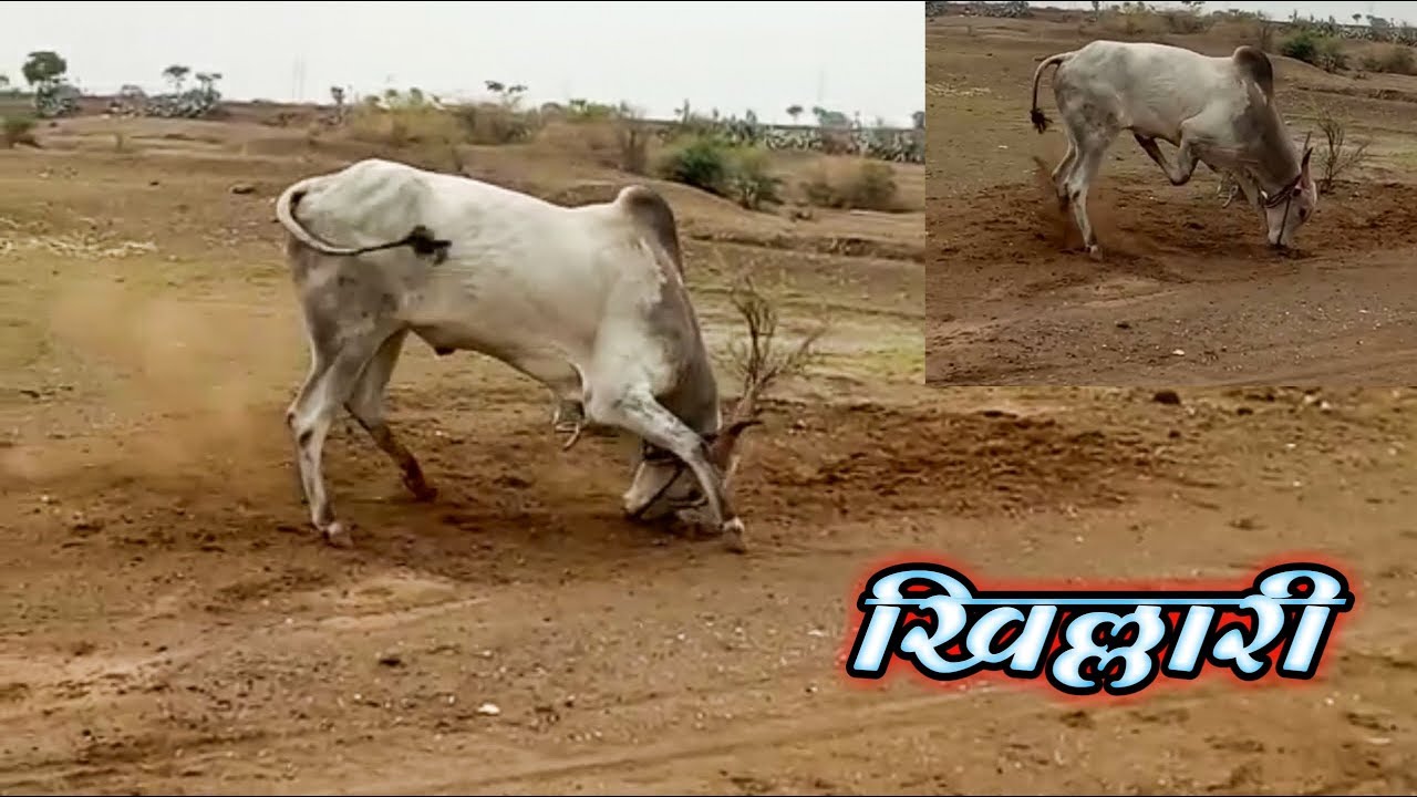 Khillari bail / pat pratiyogita / indian cow / beautiful ox / by raja ...