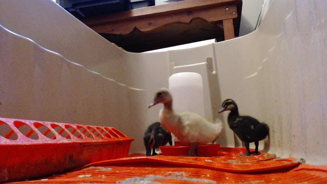 Duckling Cam 2/17/2021 - YouTube