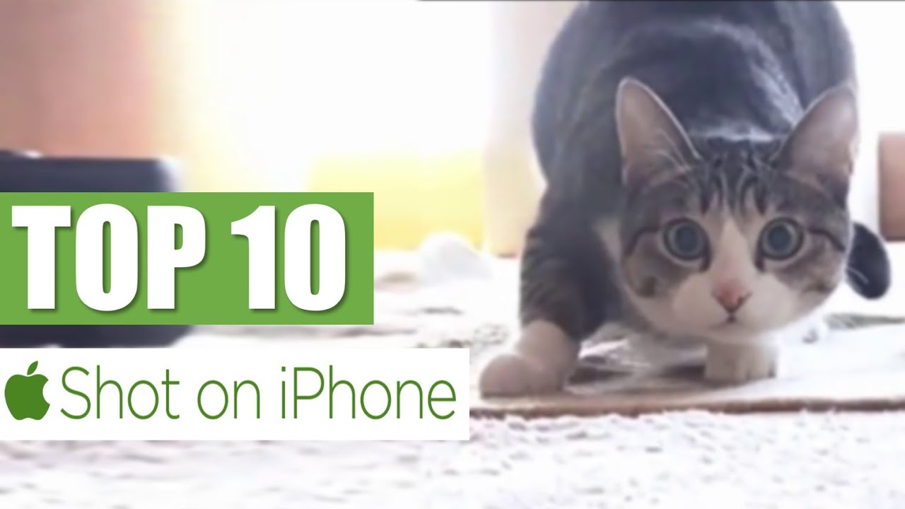 TOP 10 SHOT ON IPHONE MEMES - Cat Edition - YouTube