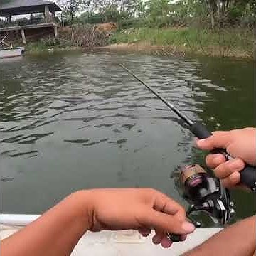 Lụm con lóc ta giữa đàn lóc bông tại Đồng M - YouTube