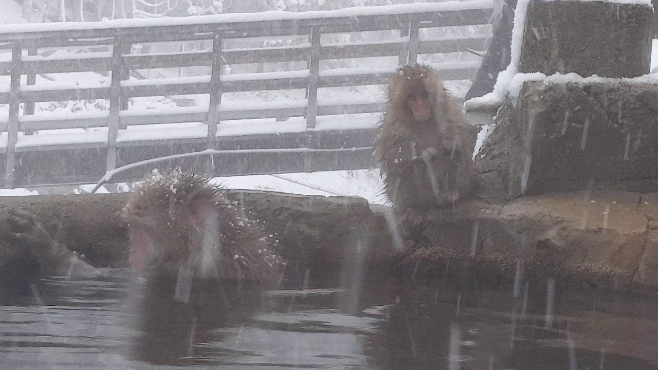 Baby Monkey Chirping - Snow Monkey Park aka Jigokudani Monkey Park ...