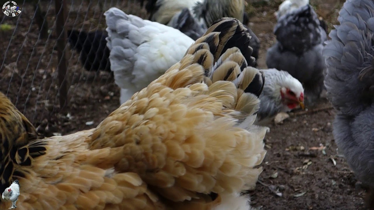 Brahma (chicken molting) - Newly emerged feathers are vibrant, soft ...