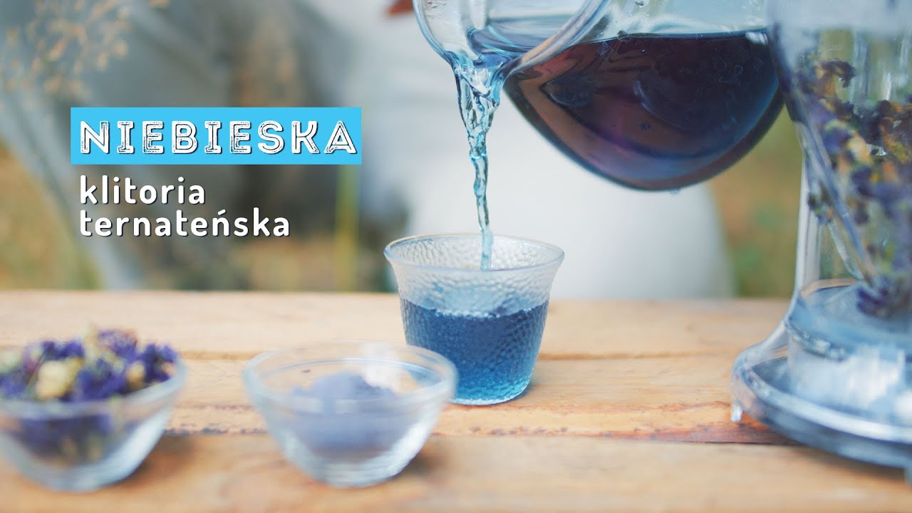 Prawdziwa niebieska herbata – Butterfly Pea, czyli klitoria ternateńska ...