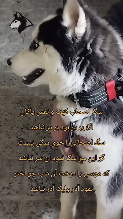 وفای سگ سک هاسگی Youtube