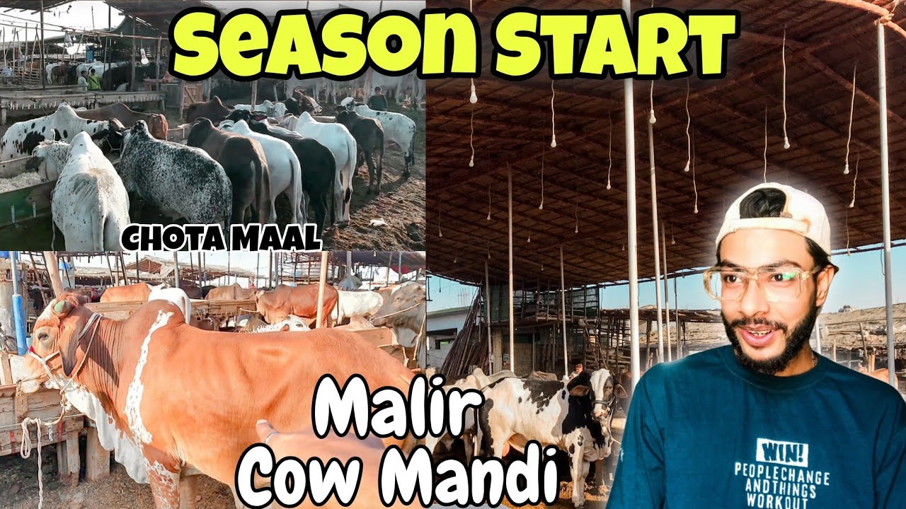 Season Start Malir Mandi ma janwar ana start par rate kesa | Malir ...