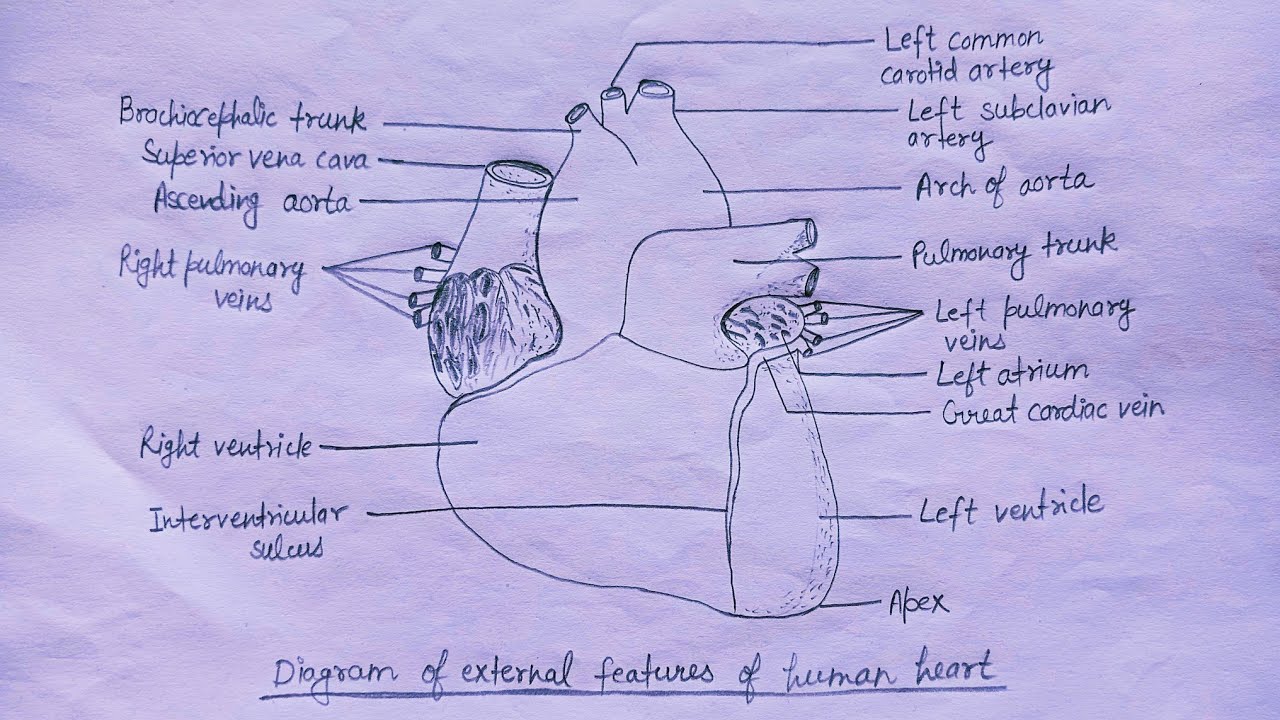 🫀External features of HUMAN HEART: Diagram - YouTube