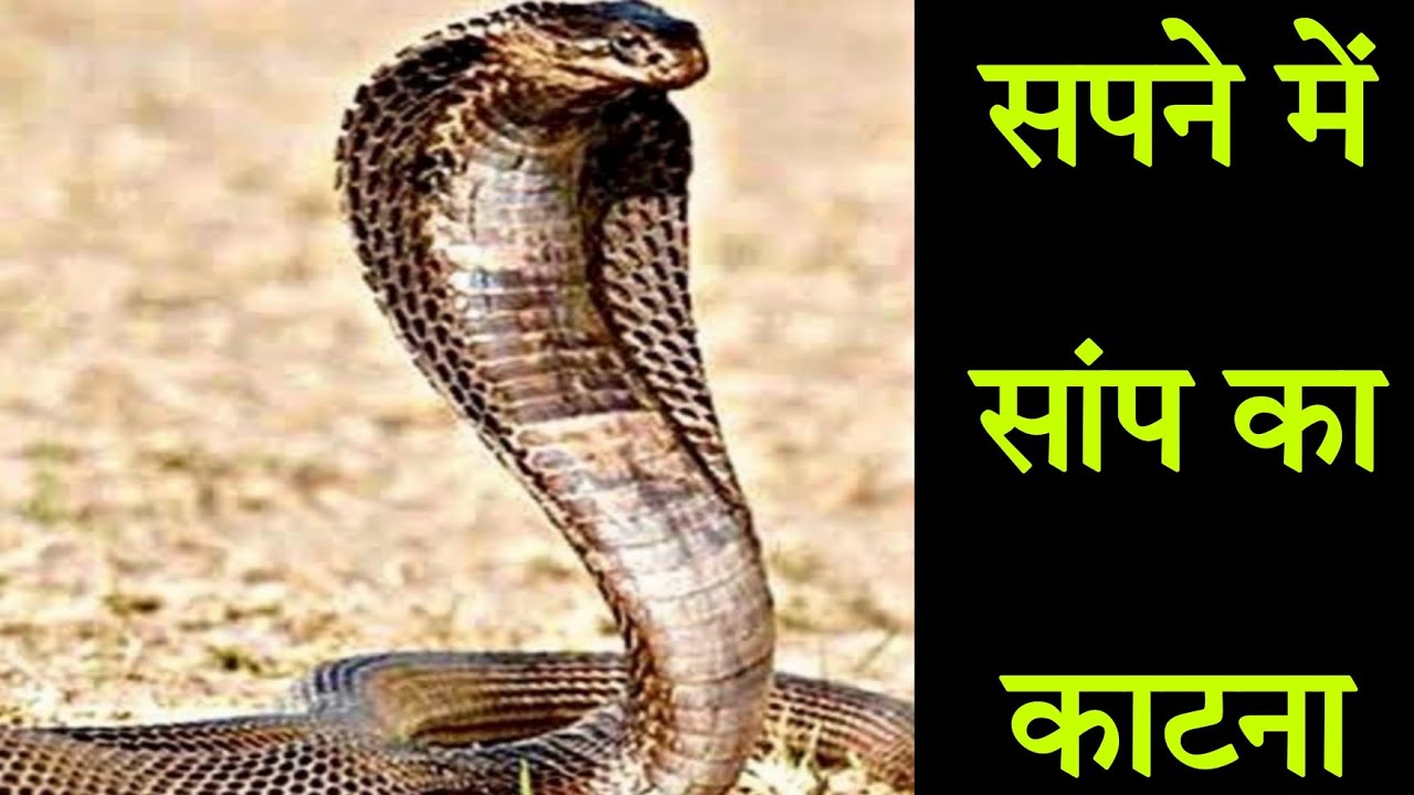 सपने में सांप काटना. sapne mein saamp ke kaatne ka matlab. sapne mein ...