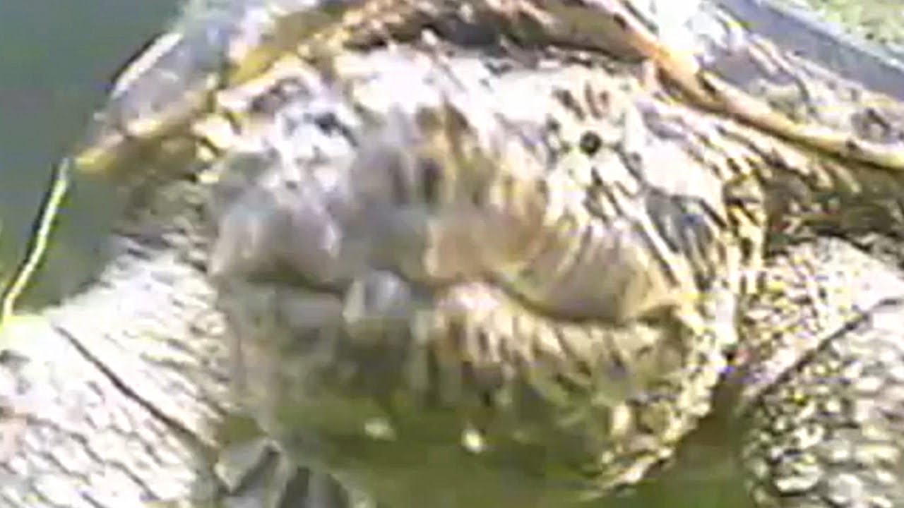 Snapping Turtle Attacks Underwater Camera and Won't Let Go - YouTube