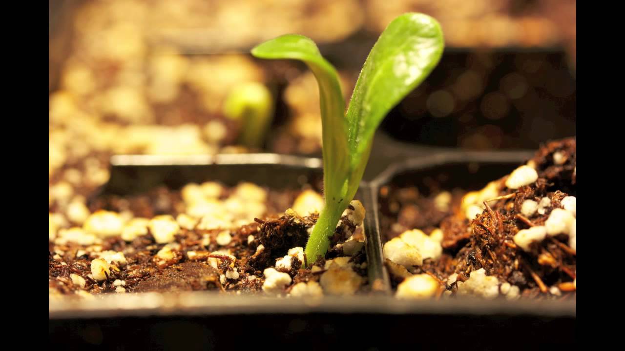 Time Lapse of Zucchini Seed Sprouting - YouTube