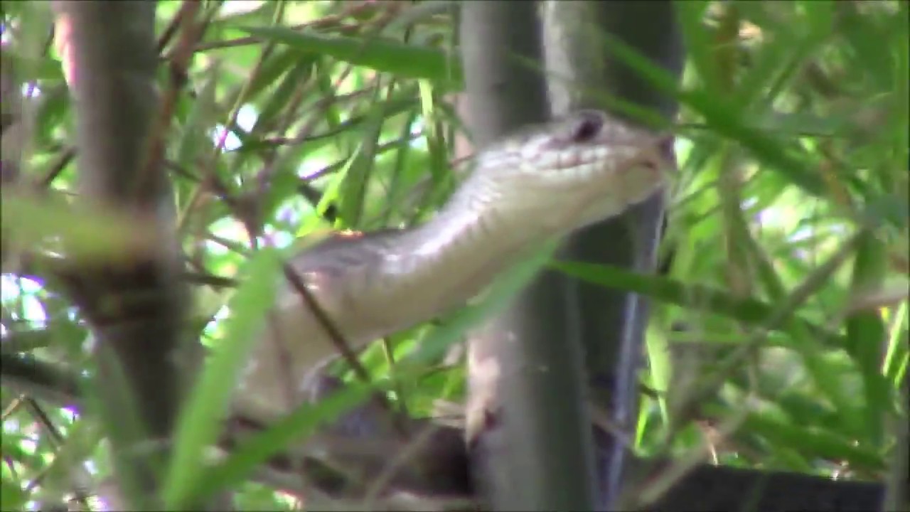Geradiya snake waiting to escape from the tree - YouTube