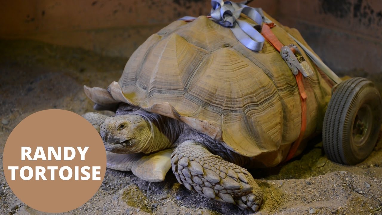 Tortoise fitted with wheels after developing arthritis - YouTube