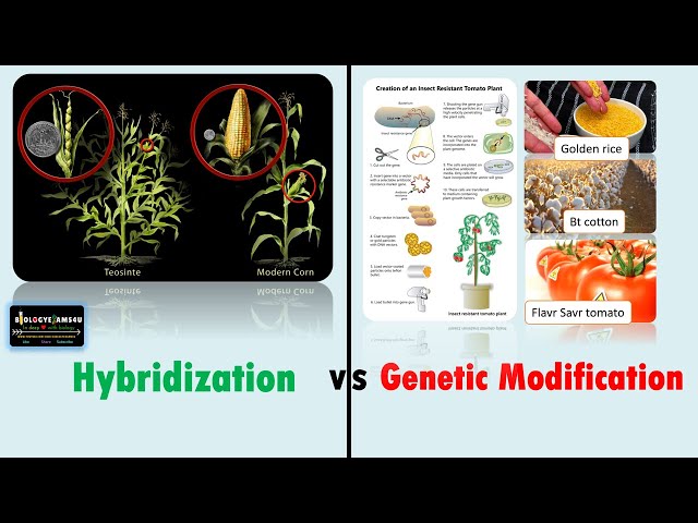 Are Hybrid Plants Genetically Modified Hybrids And GMO Seeds