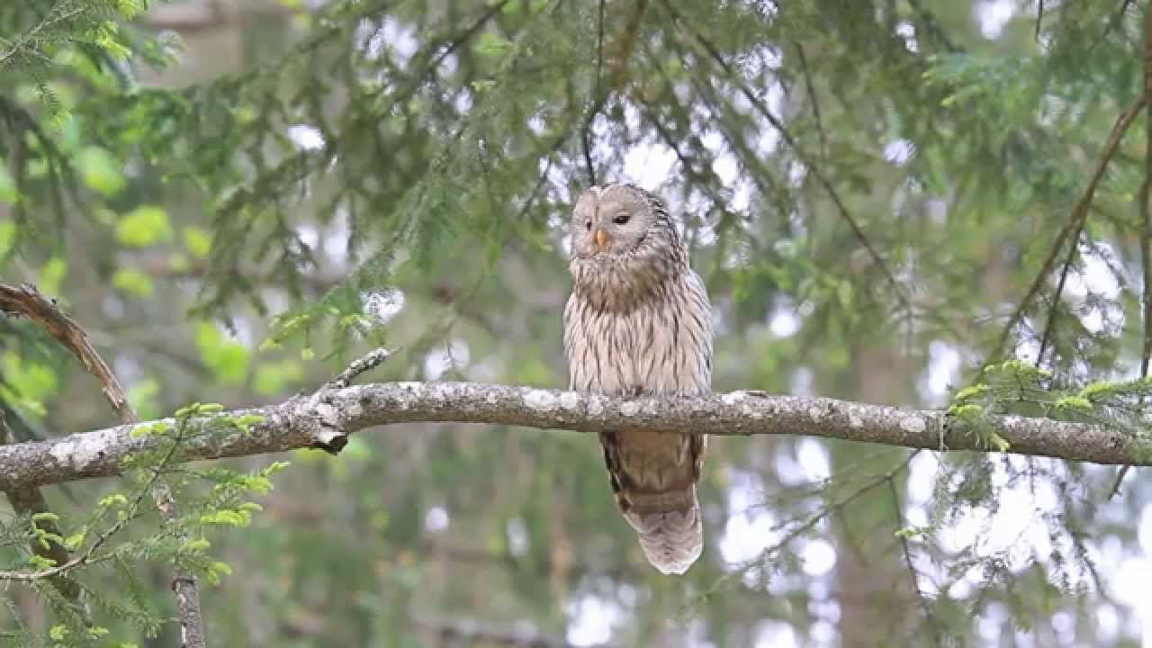 Kozača | Ural Owl (Strix uralensis) - YouTube