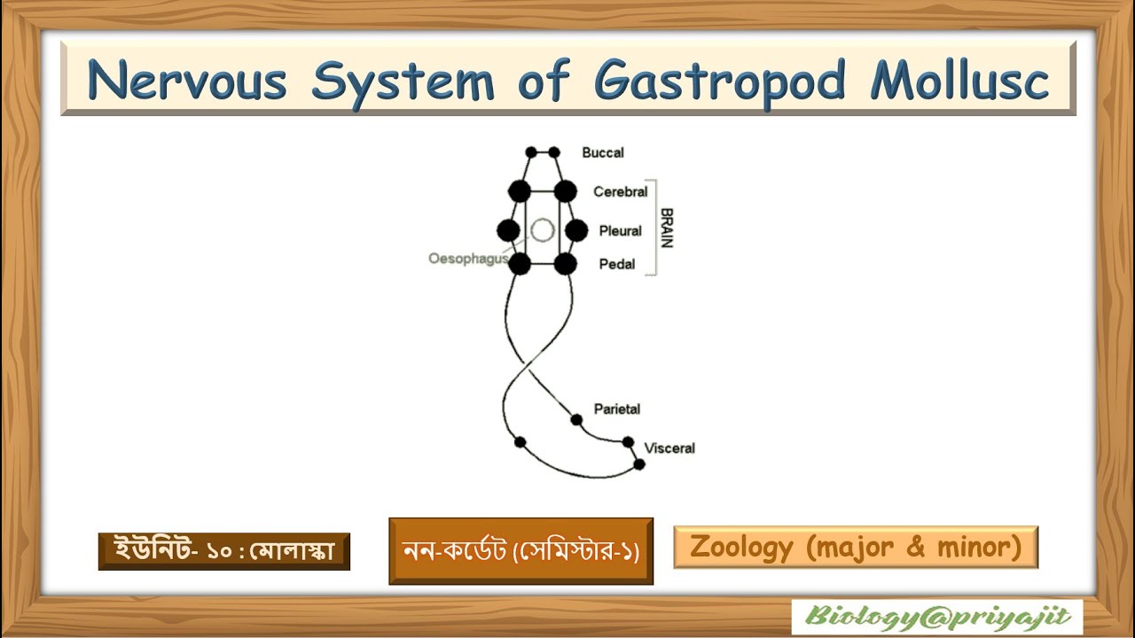 Exploring the Nervous System of Gastropod Mollusks: A Journey into ...